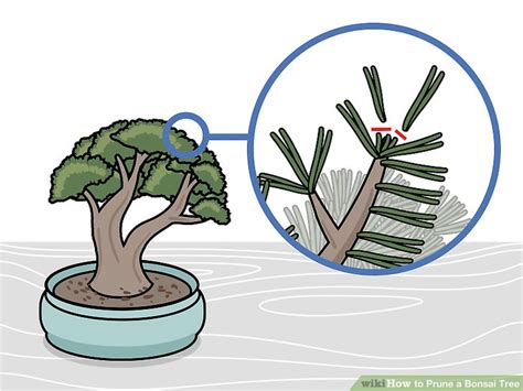 3 Ways To Prune A Bonsai Tree WikiHow Life