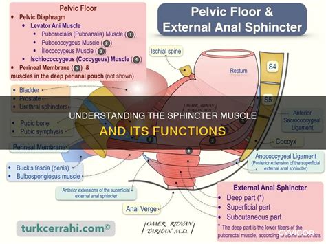 Understanding The Sphincter Muscle And Its Functions Cyvigor
