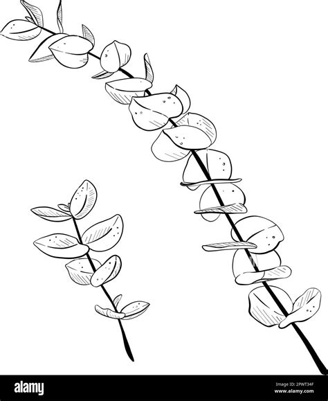 Vector Illustration Of Two Eucaliptus Stems Black Outline Of Container