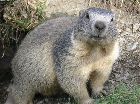 Marmot Endangered Animals Facts Wildlife Pictures And Videos