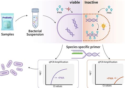 Development And Validation Of A Pma Qpcr Method