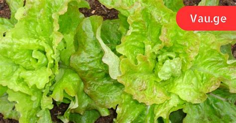 10 მტკიცებულება იმისა რომ სალათის ფოთოლი განსაკუთრებით კარგია ჯანმრთელობისთვის