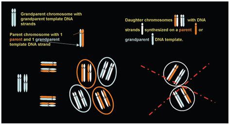 Non Random Segregation Of Chromosomes Synthesized On Dna Templates Of Download Scientific