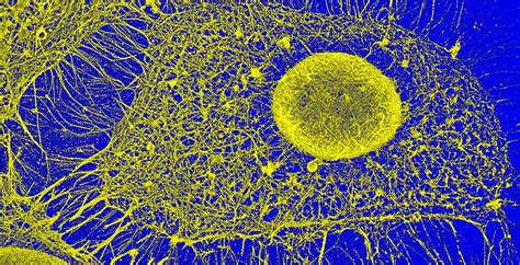 Cytoskeleton Microscope