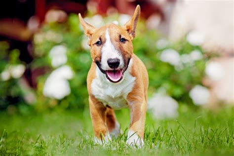 Bull Terrier Puppies Miniature Bull Terrier Puppies For Sale
