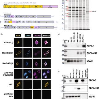 Generation And Characterization Of Second Generation MV Based Candidate Download Scientific