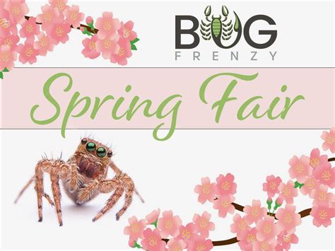 Pet Jumping Spiders Bug Frenzy