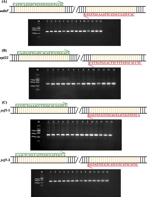The Primer Sequences And Electrophoretogram For Four Sequence Fragments Download Scientific