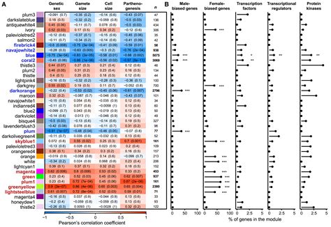 Developmental Pathways Underlying Sexual Differentiation In The Uv Sex