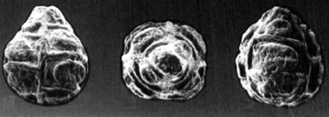 Can Any Scientist Help Me To Identify The Attached Microfossil