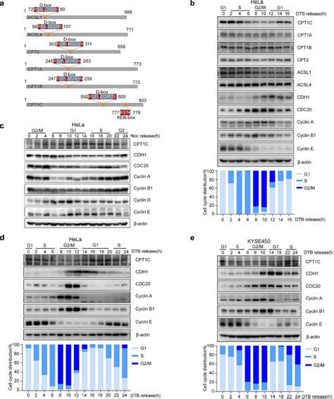 Apc C Regulated Cpt1c Promotes Tumor Progression By Upregulating The Energy Supply And