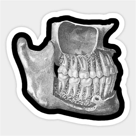 Vintage Teeth Anatomy