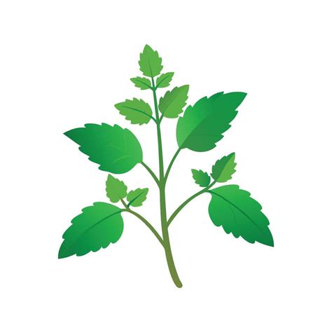 Stunning Catnip Plant Design 57390906 Vector Art At Vecteezy