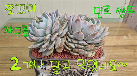 24217토 대품 💕먼로쌍두 💕자구도 쌍으로 달아줫어요~😁😁향원이네다육 010 6828 3188 Youtube