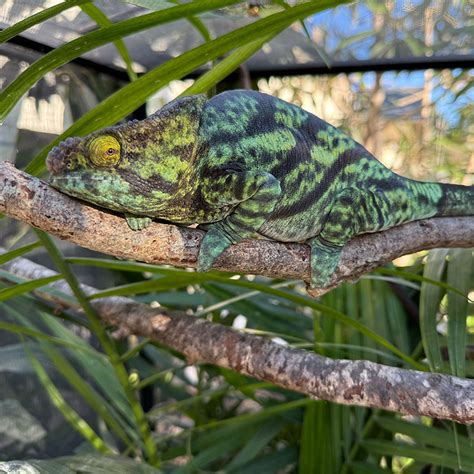 Parsons Chameleons Nealon Reptiles