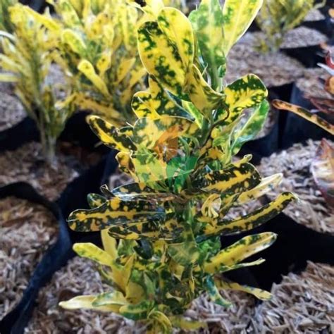 Konsep Baru 23 Biji Tanaman Puring