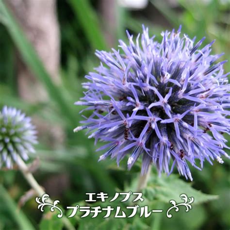 エキノプス ルリタマアザミ プラチナムブルー 3号ポット苗 予約販売5月下旬頃入荷予定 kusa s624 苗木部 花ひろば