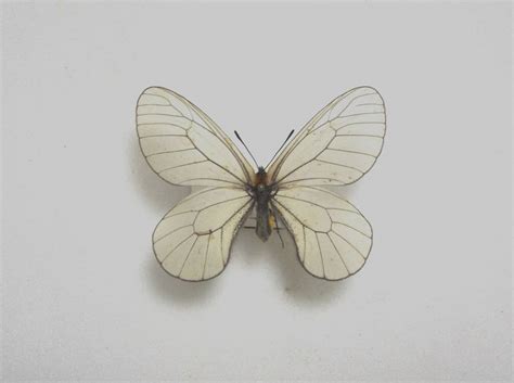 蝶標本国産展翅品 ウスバシロチョウ白化型野外品 青森県七戸町の落札情報詳細 Yahoo オークション落札価格検索 オークフリー