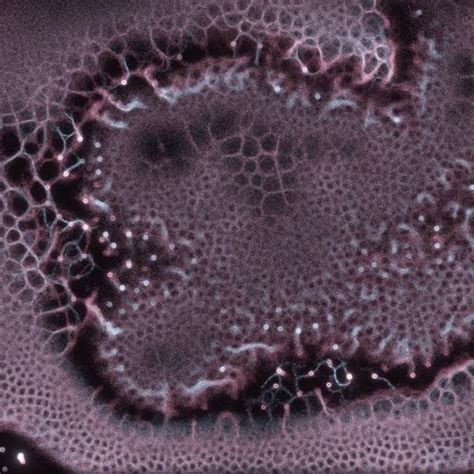 George Adamopoulos On Linkedin Motion Reactive Physarum Simulation