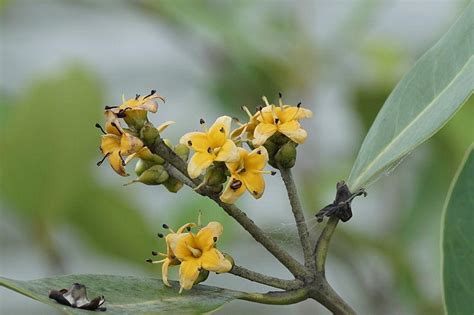 Indian Mangrove Avicennia Officinalis