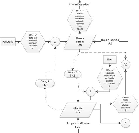 Modelling Framework Of Glucose Insulin Negative Feedback Loop At The Download Scientific