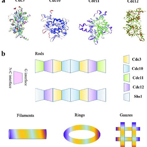 Septins And Their Functions In Fungi Download Scientific Diagram