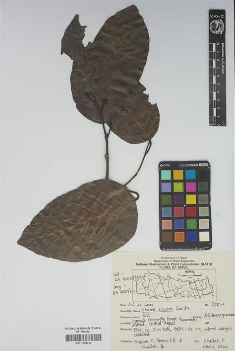 Plant Database System Herbarium And Plant Laboratories Kath