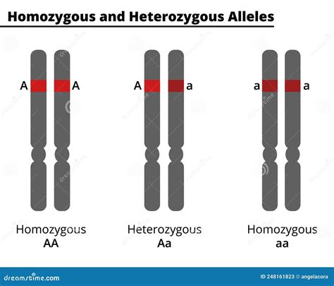 X Linked Recessive Inheritance Vector Illustration