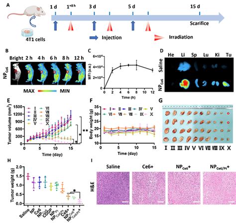 南华大学魏华 喻翠云教授团队 Cej：超分子纳米自组装体介导的gsh耗竭促进协同化疗和光动力疗法的免疫原性增强 湖北工业大学 轻工材料湖北省重点实验室