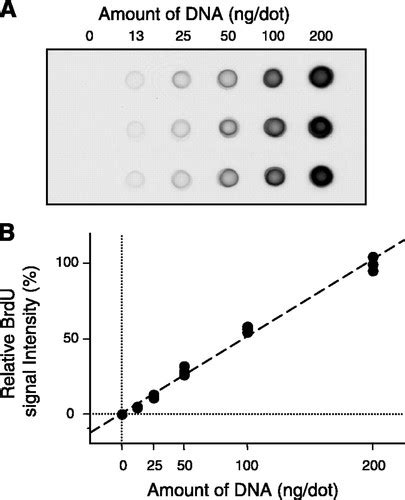 Novel And Quantitative Dna Dot Blotting Method For Assessment Of In