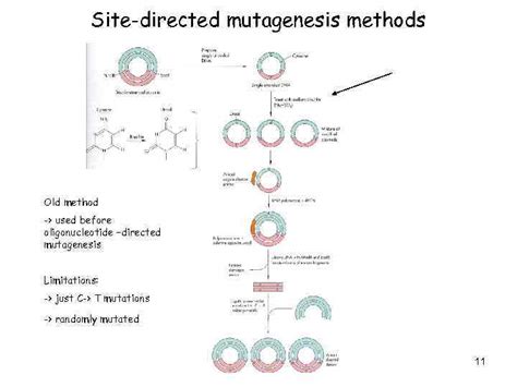Directed Mutagenesis And Protein Engineering 1 Mutagenesis