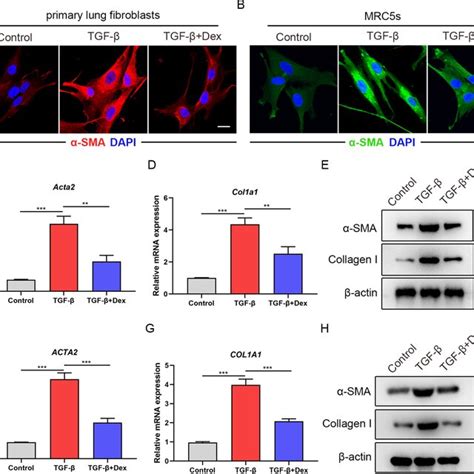 Dex Inhibits Tgf β Mediated Mapk Pathway Activation And Myofibroblast Download Scientific