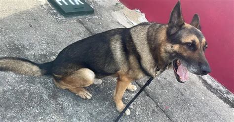 Murió Bak El Perro Agente De Aduanas De México Que Detectaba Drogas Y