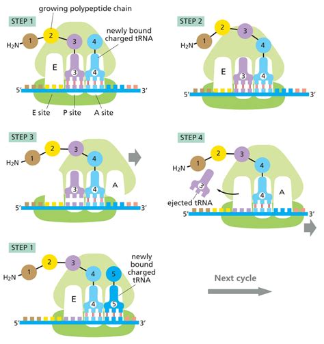 细菌核糖体比例过高？关于细菌核糖体rna，你了解多少 知乎