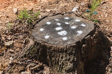 How To Kill A Tree Stump 4 Different Ways