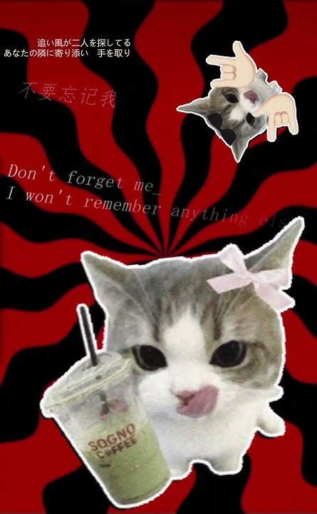 Bleh Lil Kitty Edit Youtube