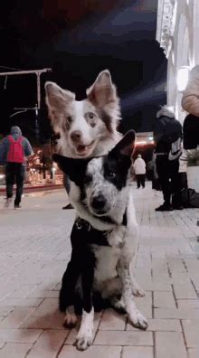 Dog Hug S Tenor