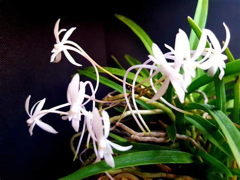 석부작 풍란꽃 피었다