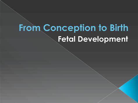 Solution From Conception To Birth Fetal Development Studypool