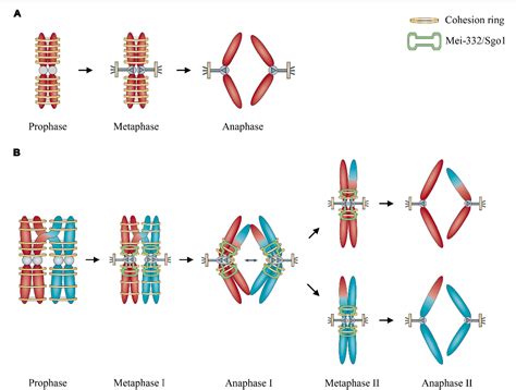 Figure 1 From The Concept Of The Sexual Reproduction Cycle And Its