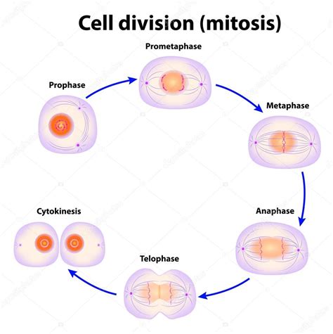 Cell Division Mitosis Stock Vector Image By ©edesignua 12647516