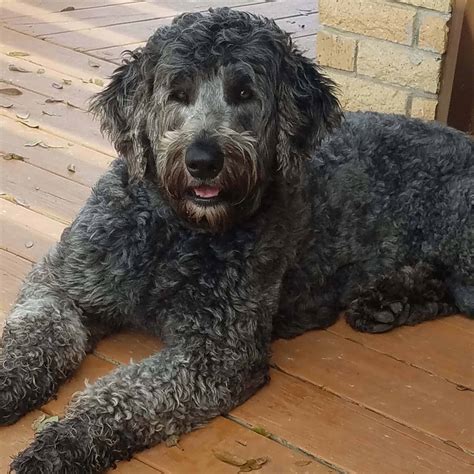 Bug “doodlebug” Doodle Rock Rescue Dallas Tx