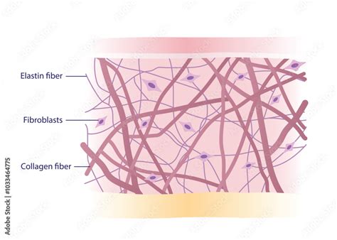 Cross Section Of Skin Layer With Intact Collagen Elastin Fibers And Fibroblasts In The Dermis