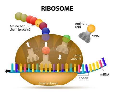 7 Dna Replication Ideas Biology Lessons Science Biology Biology