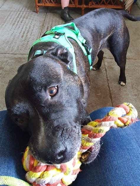 Toby Available For Adoption Now Ssc