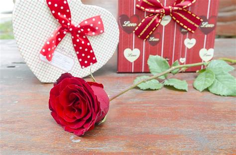 꽃 선물 장미 핑크 로맨틱 핑크 장미 사랑으로 Hd 배경 화면 Wallpaperbetter