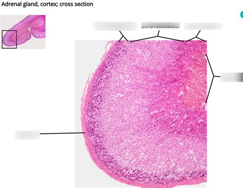 Bio 202 Chapter 17 Endocrine System Lab 27 Histology Diagram Quizlet