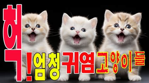엄청 귀여운 아기고양이 사진 Youtube