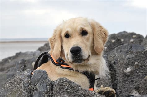 狗 金毛猎犬 海滩 Pixabay上的免费照片