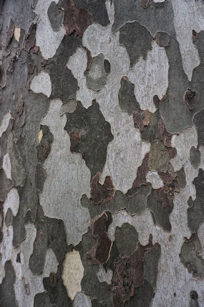 Premium Photo Tree Trunk Texture